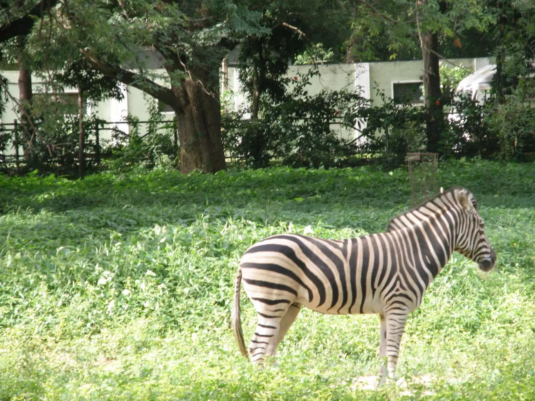 Mysore zoo | PPTX