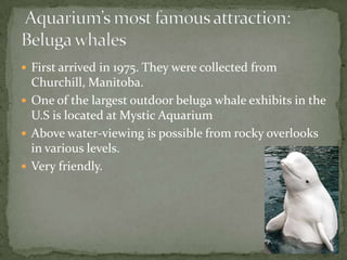 Mystic aquarium | PPTX