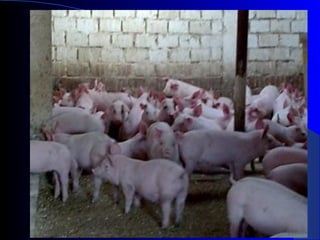 My Story - Pat Lynch | PPT