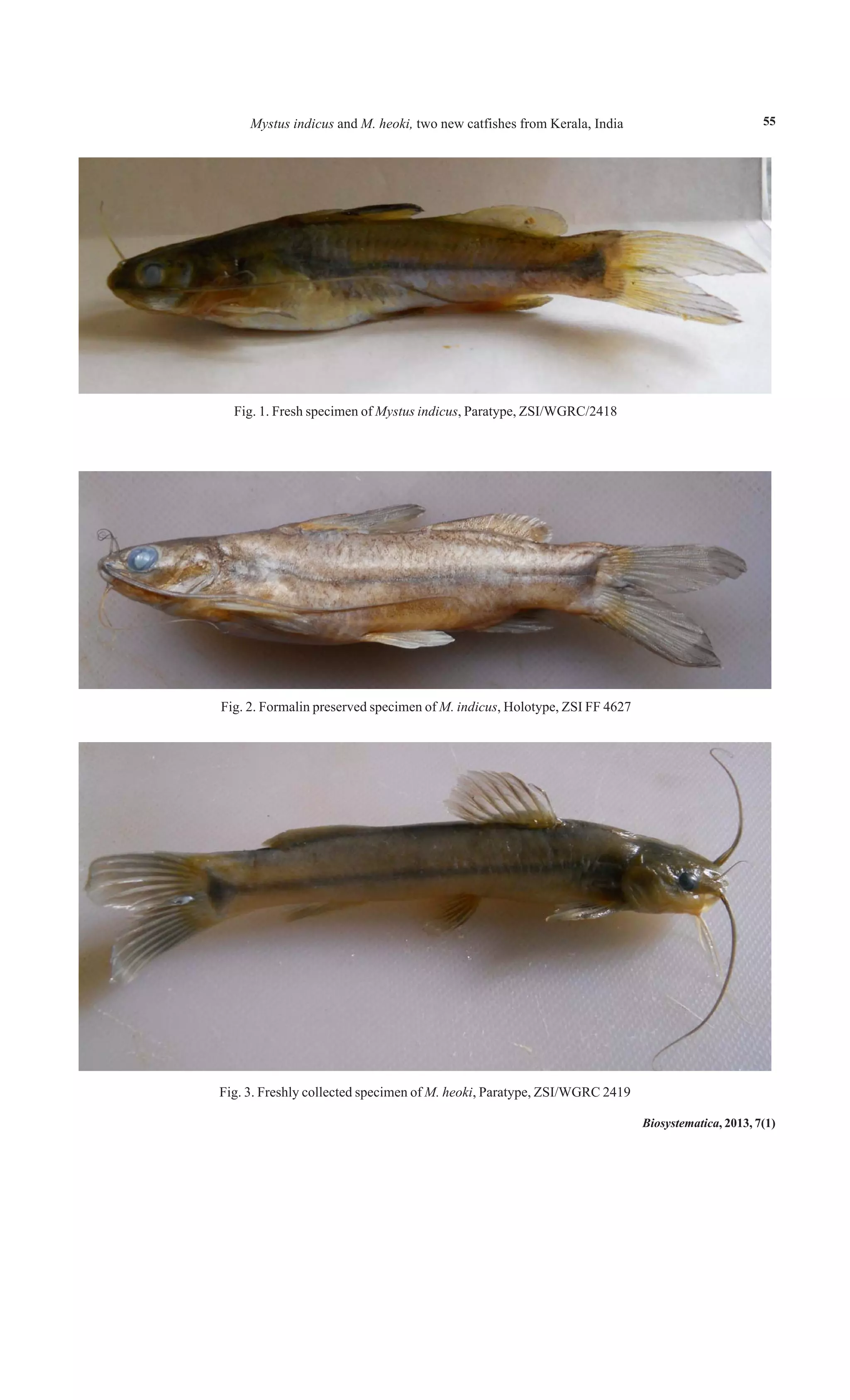 Mystus heoki & m. indicus two new fish species | PDF