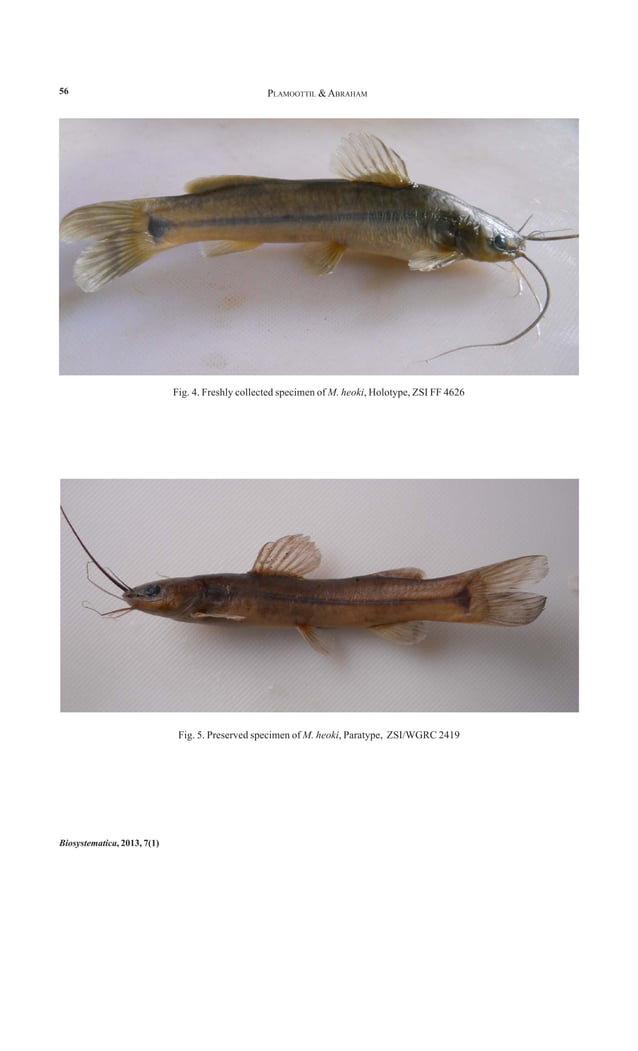 Mystus heoki & m. indicus two new fish species | PDF