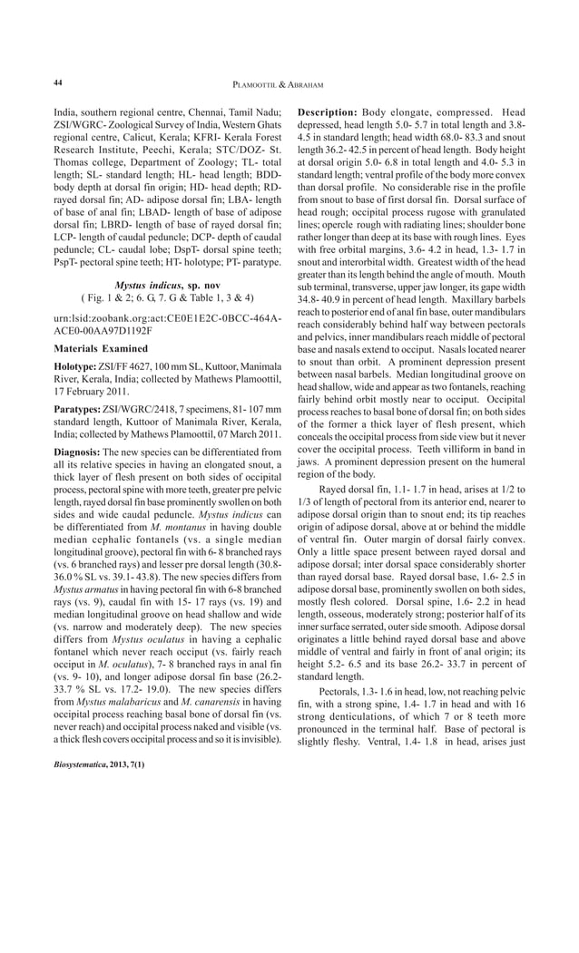 Mystus heoki & m. indicus two new fish species | PDF