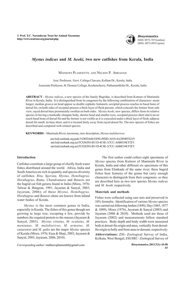 Mystus heoki & m. indicus two new fish species | PDF