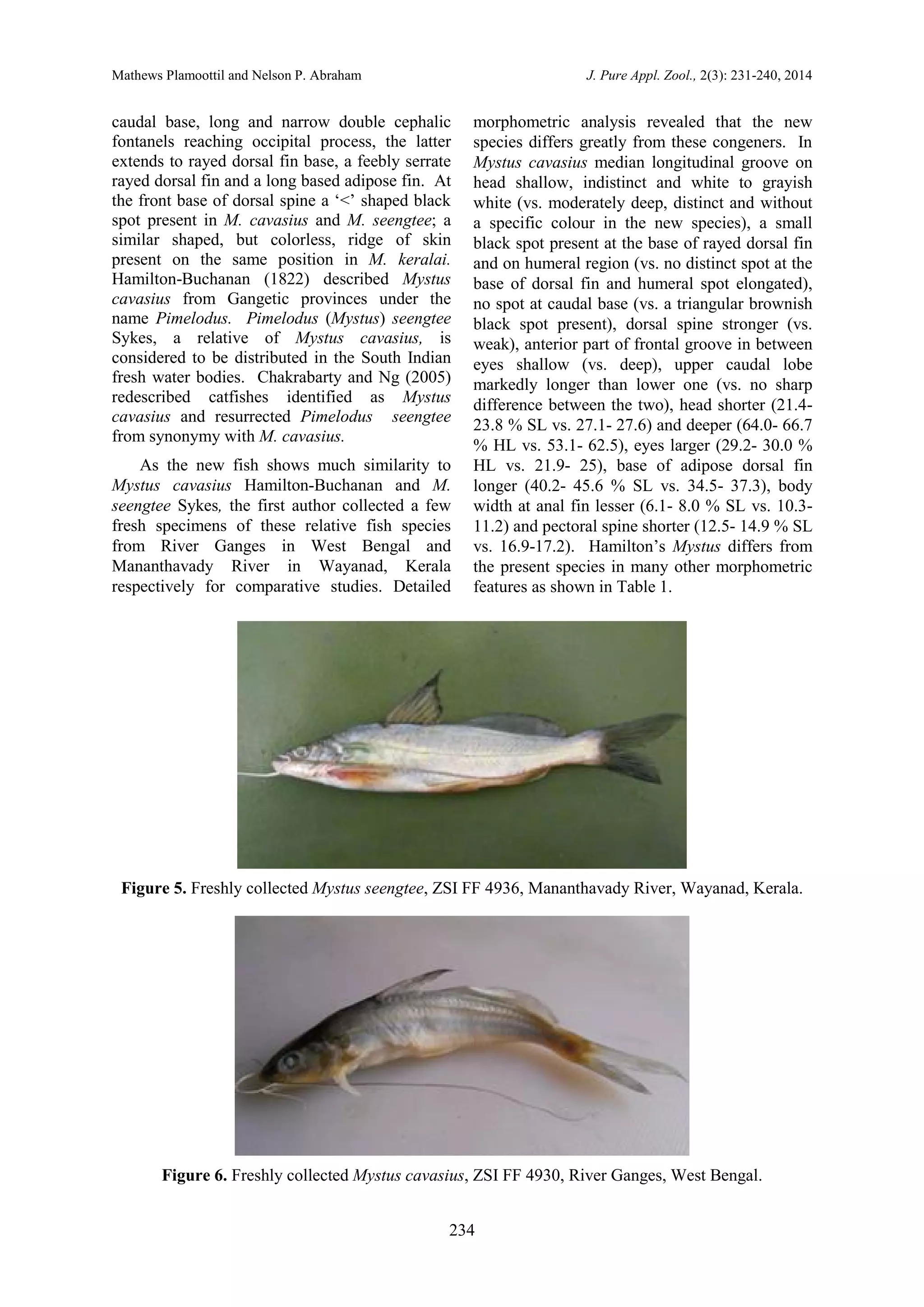 Mystus keralai,a new fish species | PDF