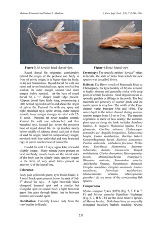 Mystus keralai,a new fish species | PDF