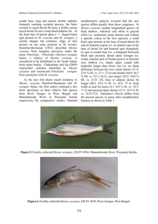 Mystus keralai,a new fish species | PDF
