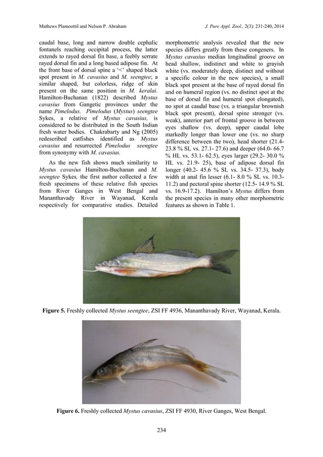 Mystus keralai,a new fish species | PDF