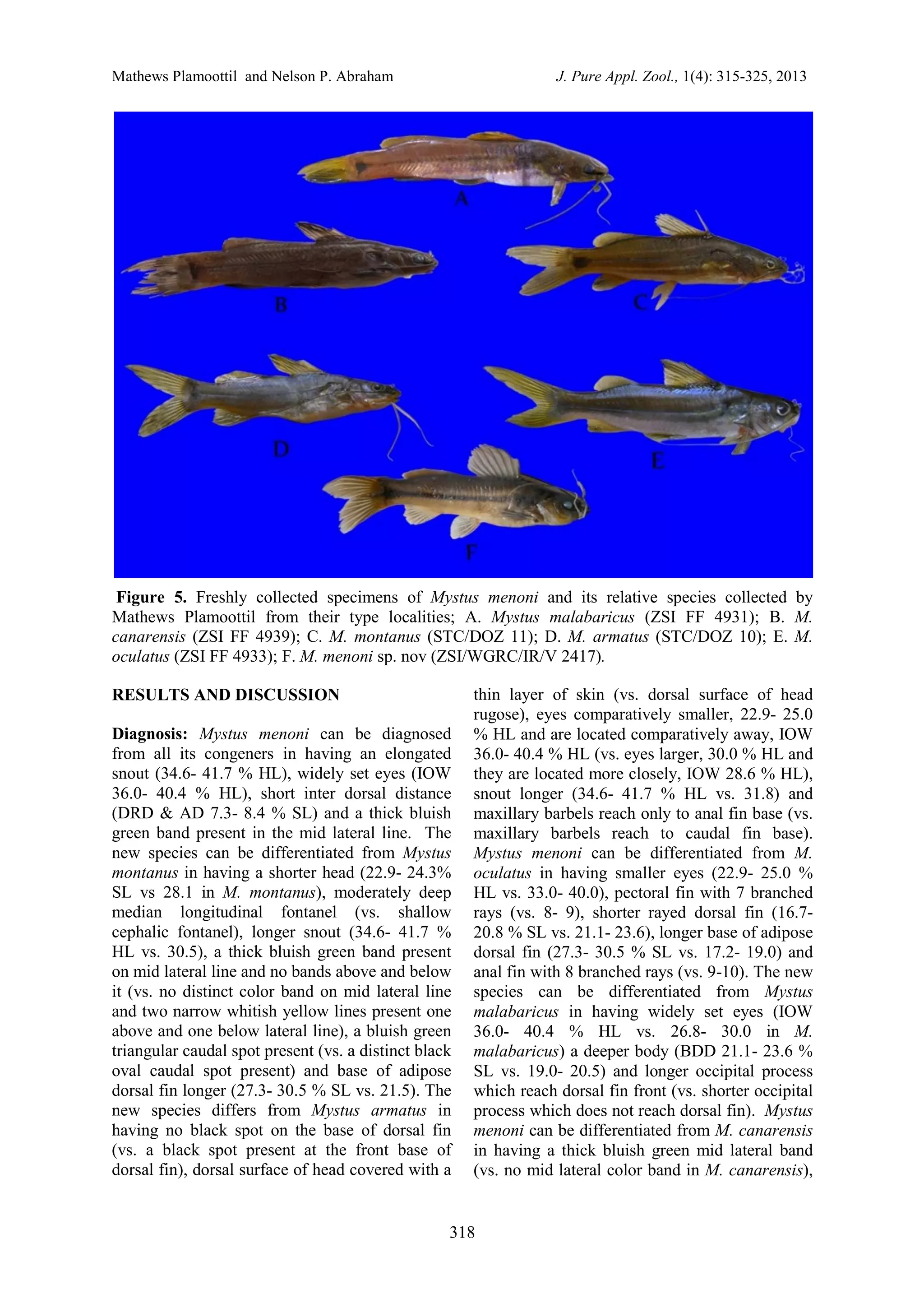 Mystus menoni, a new species | PDF