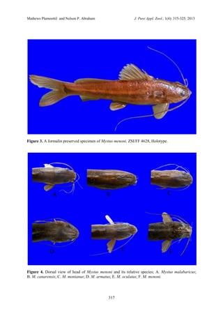 Mystus menoni, a new species | PDF