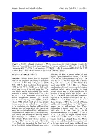 Mystus menoni, a new species | PDF