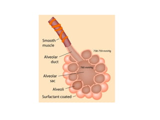 My surfactant | PPT