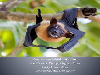 Bats of the Philippines: Family Pteropodidae and Rhinolophidae | PPTX