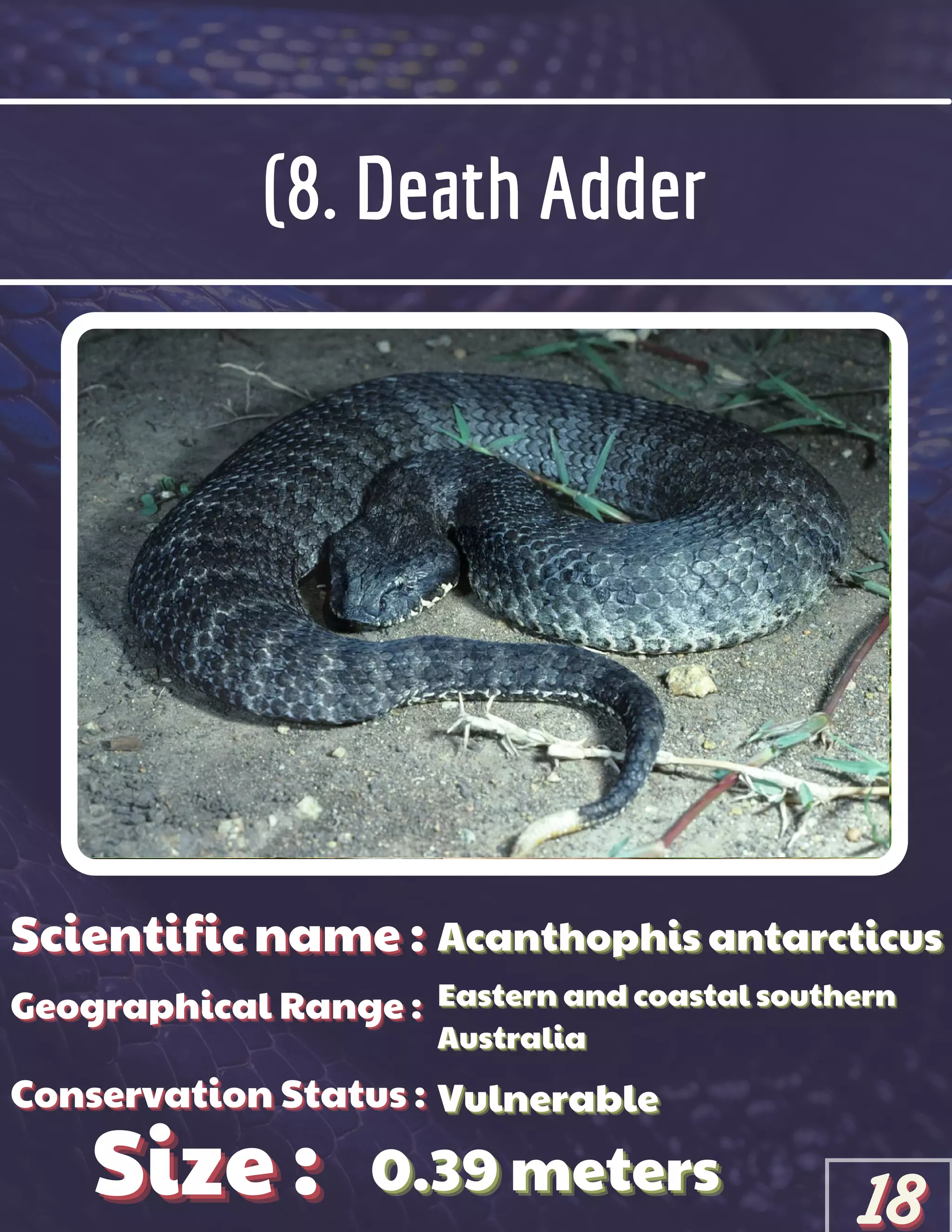 The World's Top 10 Deadliest Snakes 2020-2021 | PDF