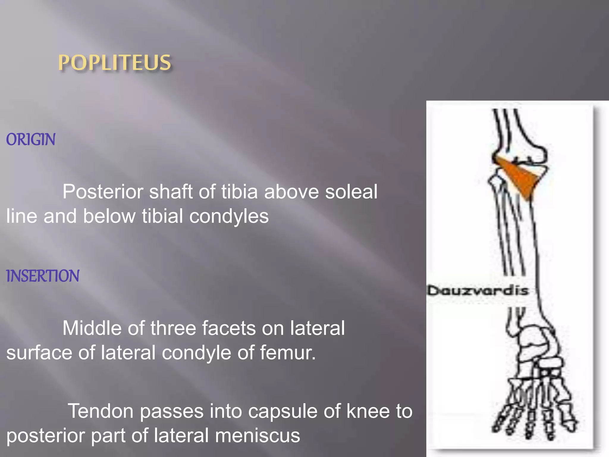 muscles of lower limb | PPTX