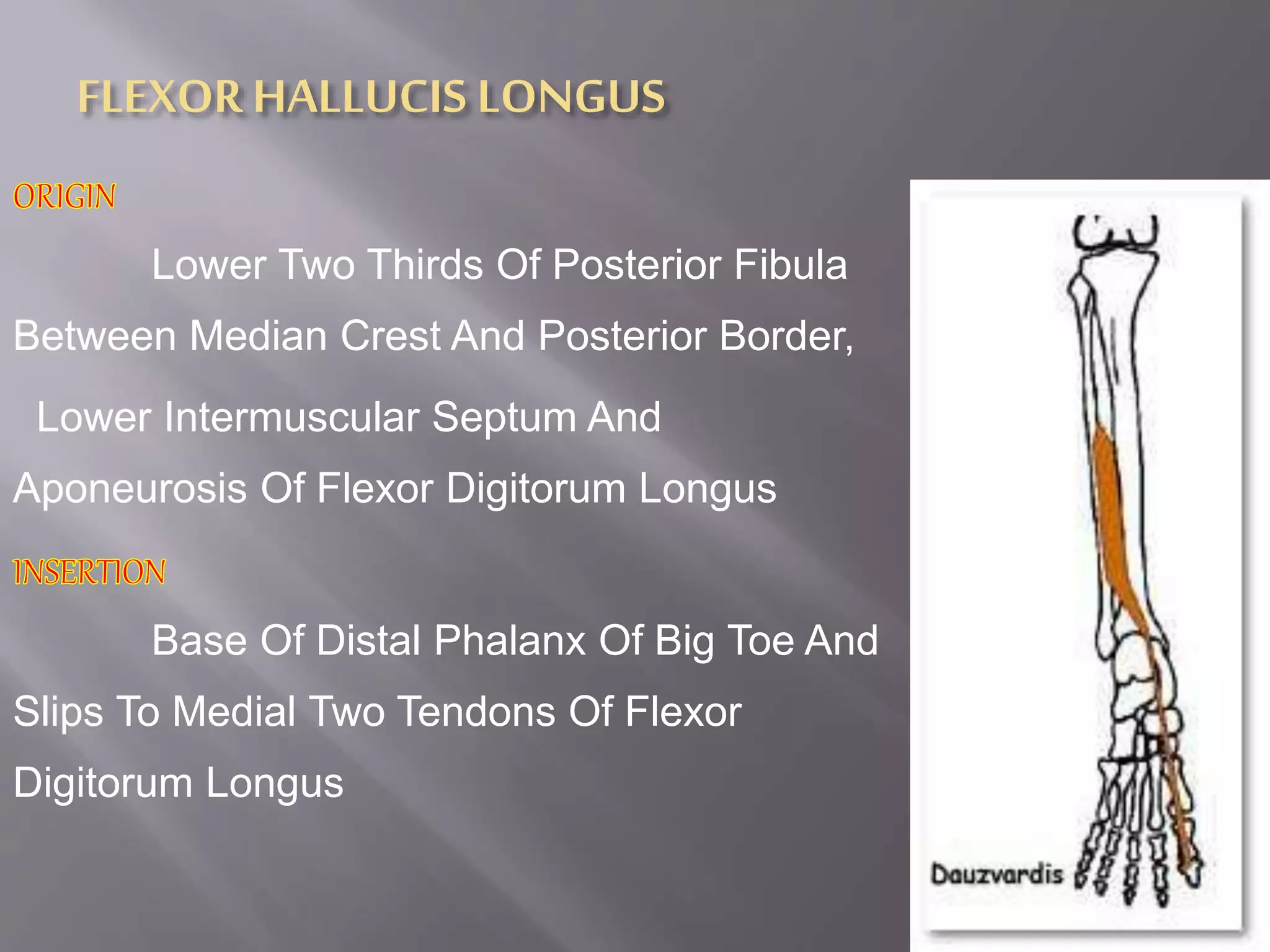 muscles of lower limb | PPTX