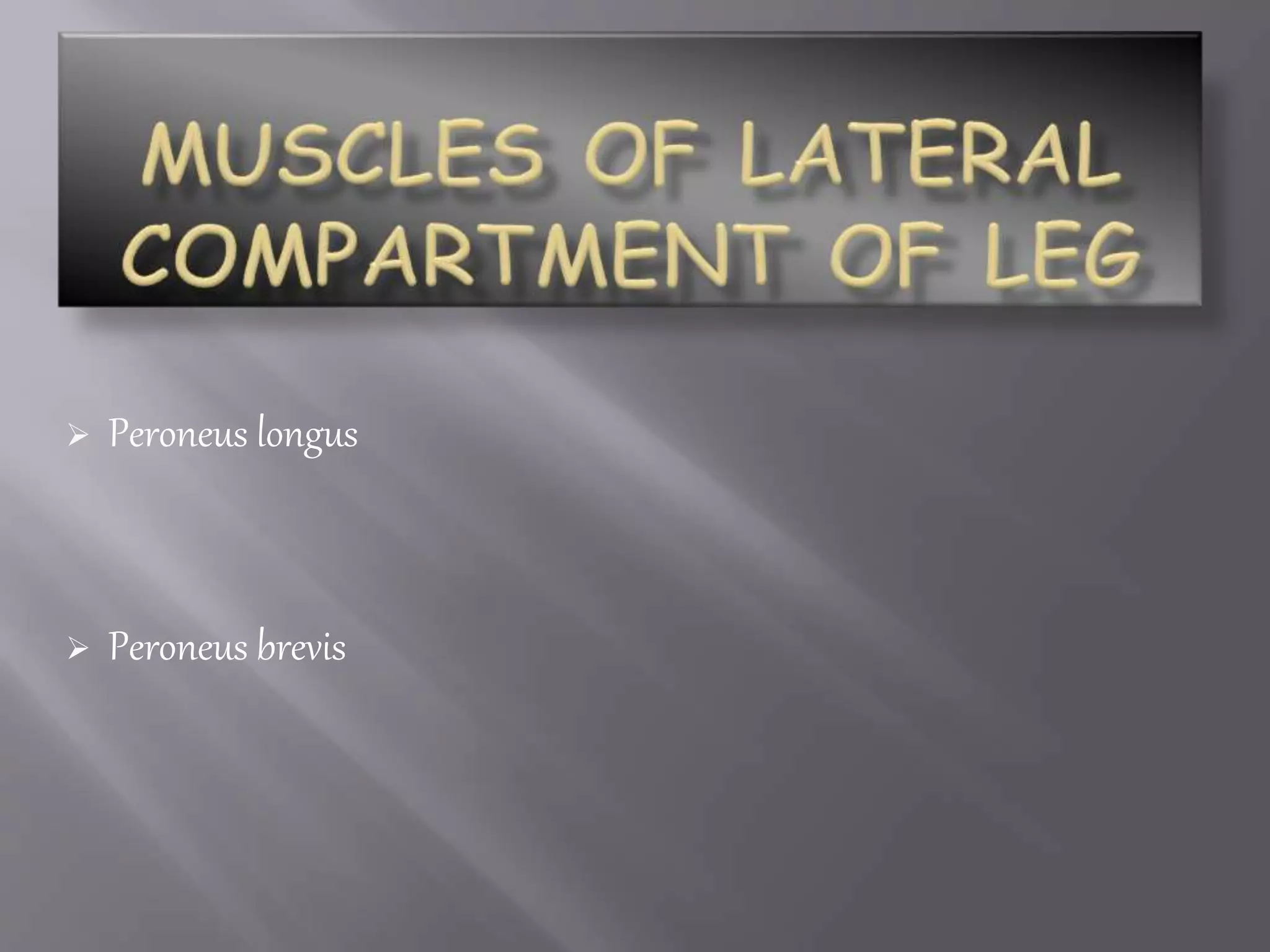 muscles of lower limb | PPTX