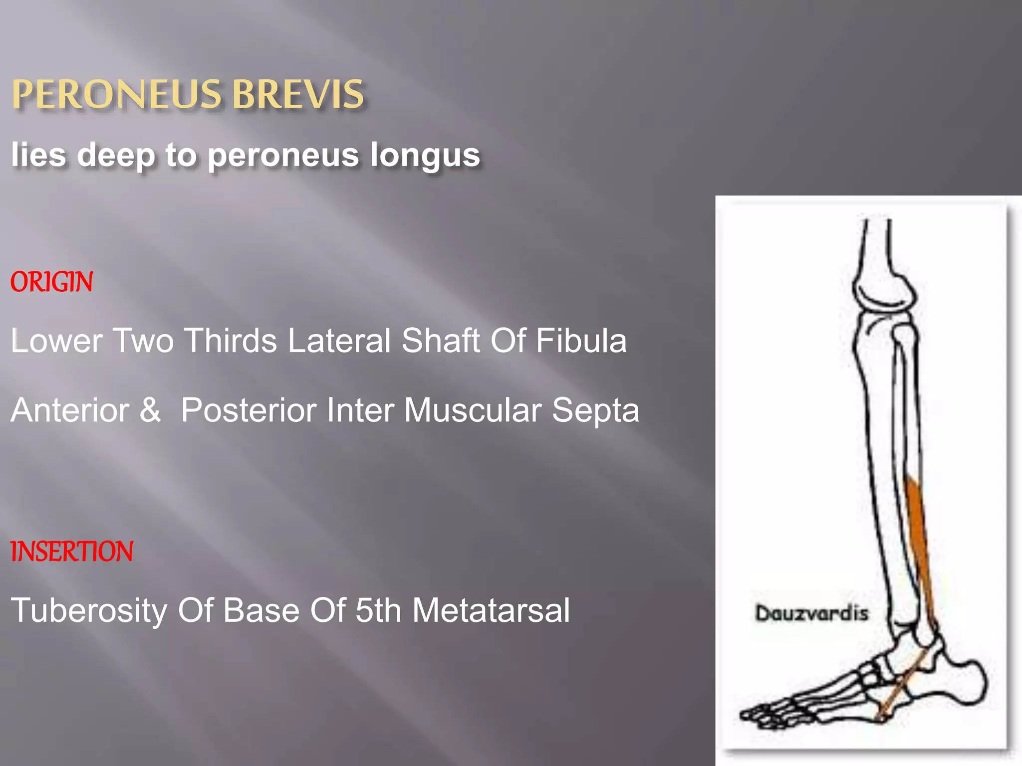 muscles of lower limb | PPTX