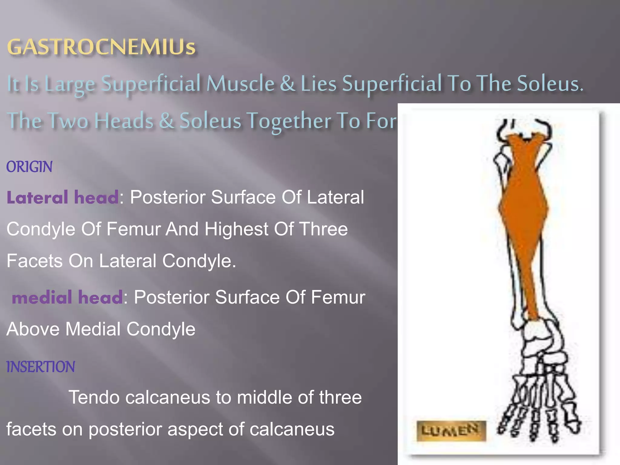 muscles of lower limb | PPTX