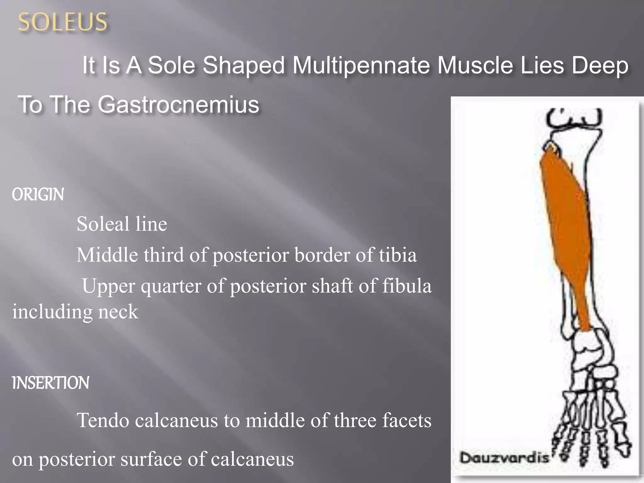 muscles of lower limb | PPTX