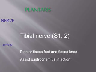 muscles of lower limb | PPTX