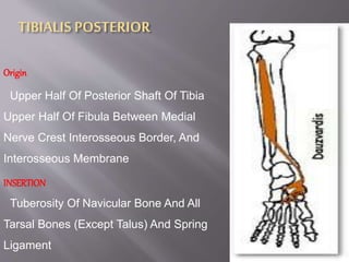 muscles of lower limb | PPTX