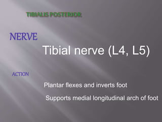 muscles of lower limb | PPTX