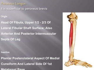 muscles of lower limb | PPTX