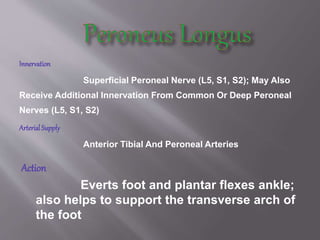 muscles of lower limb | PPTX