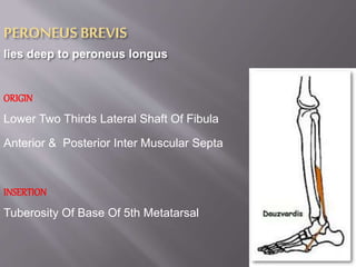 muscles of lower limb | PPTX