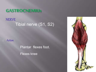 muscles of lower limb | PPTX