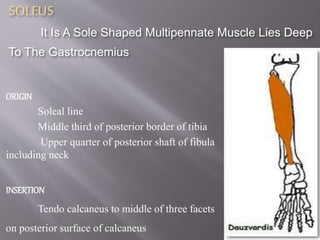 muscles of lower limb | PPTX