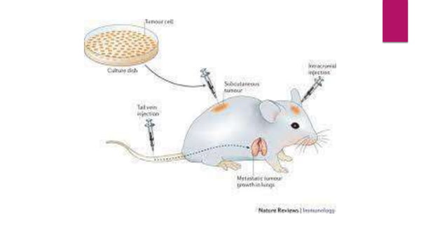 cultivation of virus | PPT