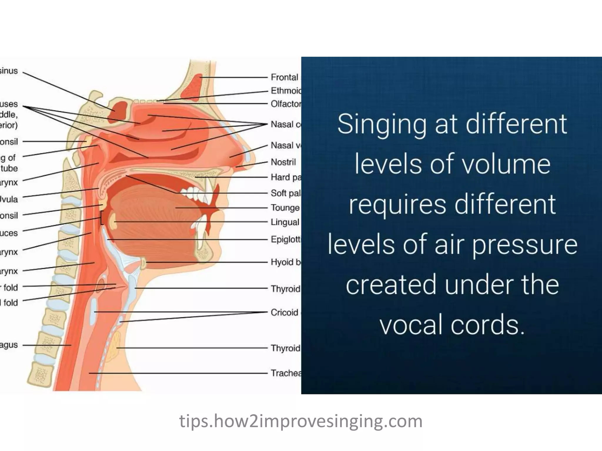 Myths about Breathing for Singing | PPT