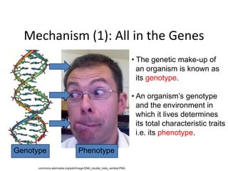 Evolution and Biodiversity,Genetics,Digestive System,Ecosystem | PPTX
