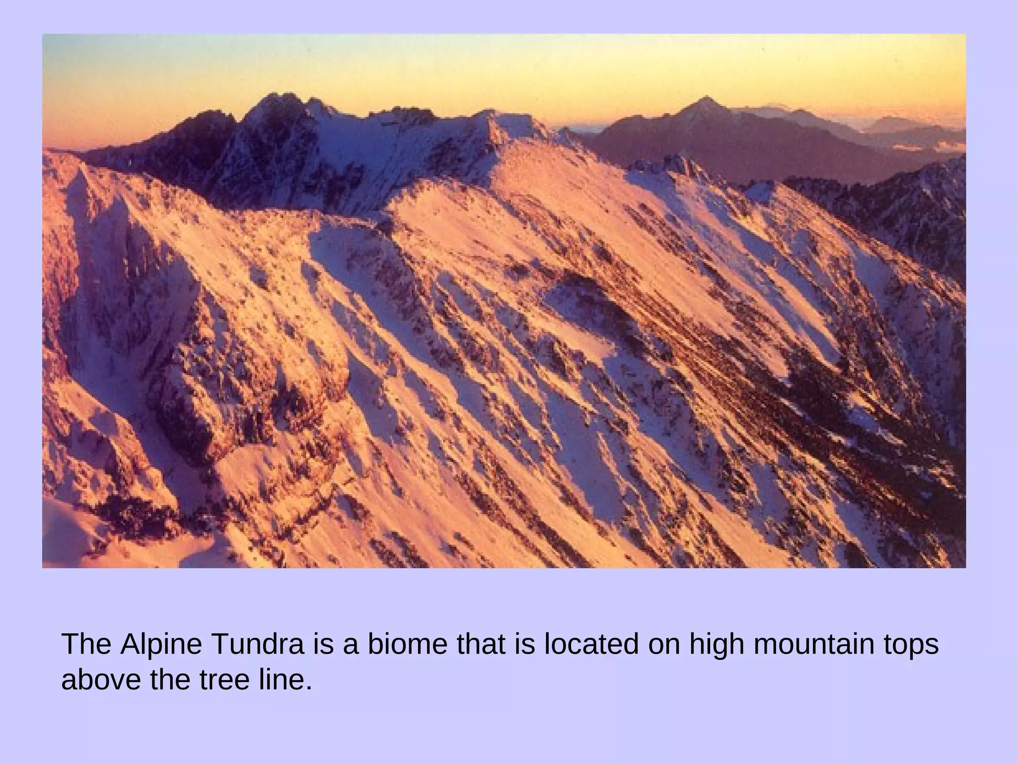 My Tundra Biome Essay Deye | PPT