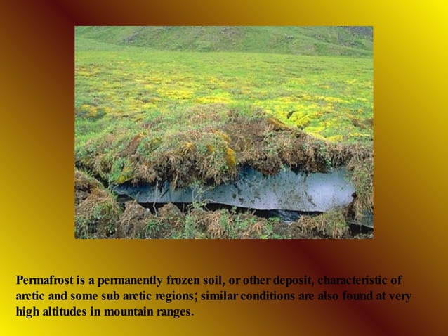 My Tundra Biome Essay Deye | PPT