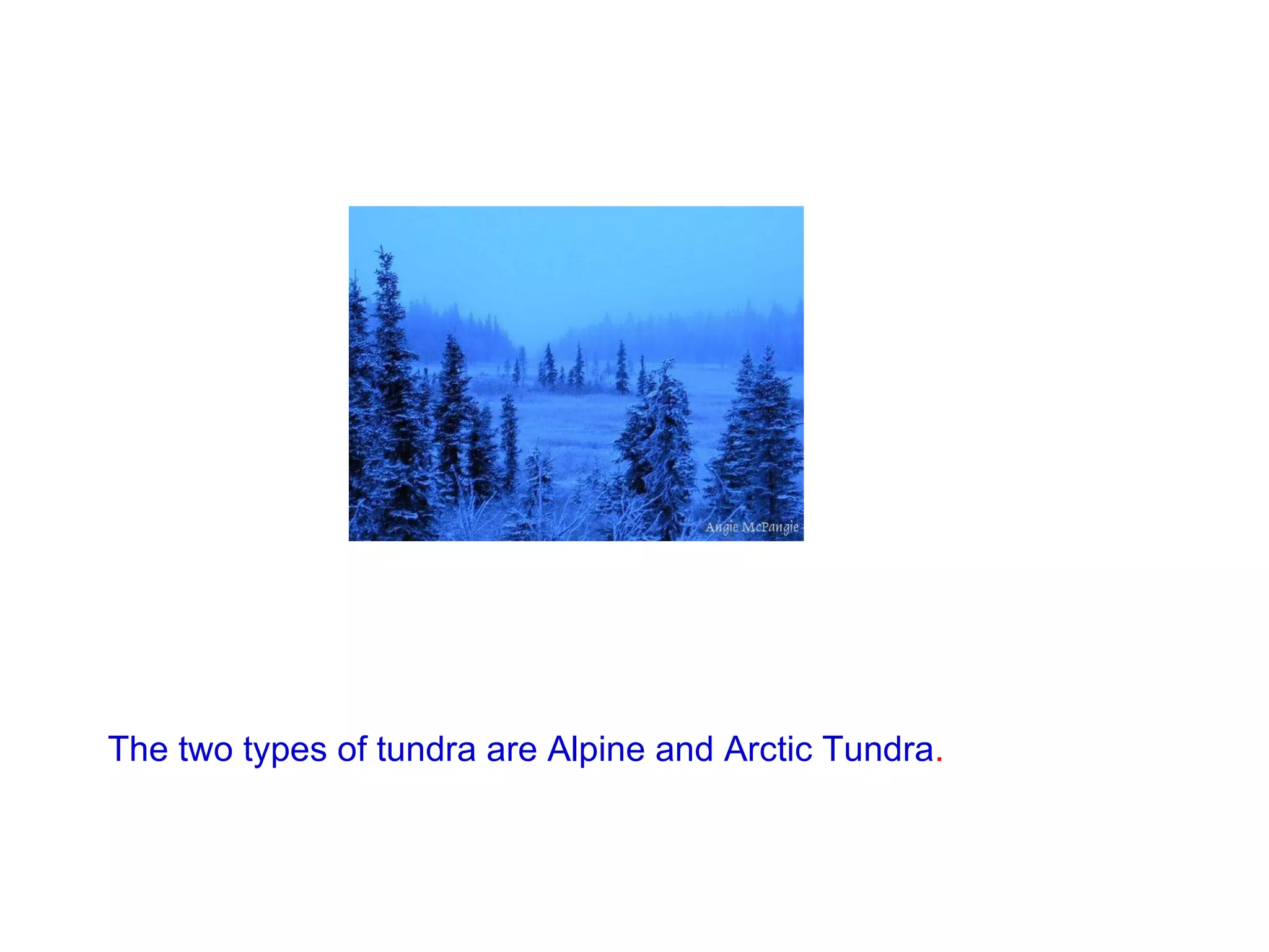My Tundra Report Ulmer | PPT