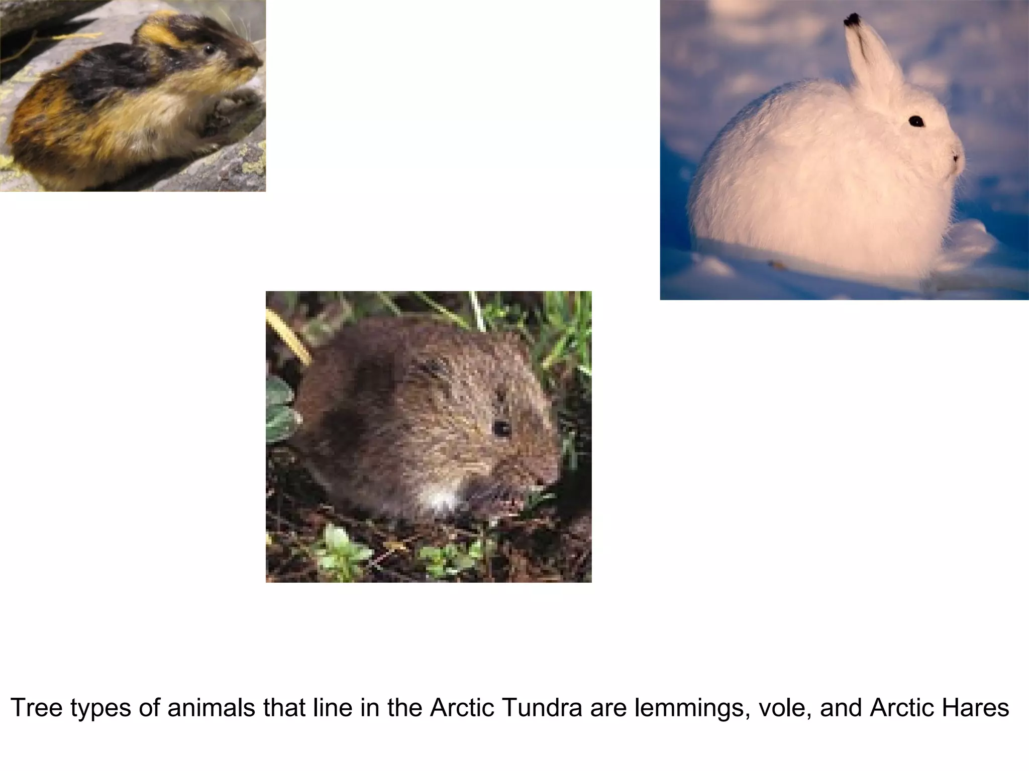 My Tundra Report Ulmer | PPT