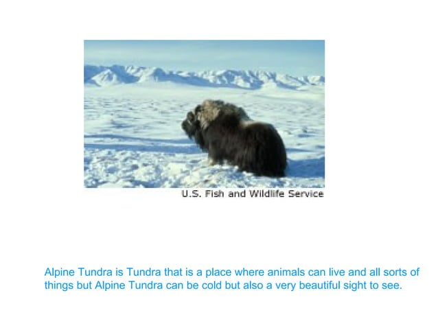 My Tundra Report Ulmer | PPT