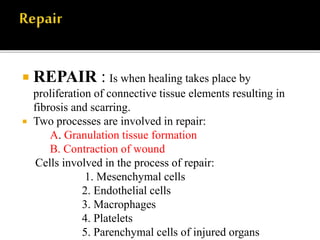 WOUND HEALING AND ENDODONTICS | PPTX