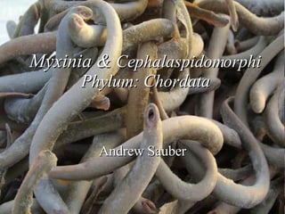 Myxinia & Cephalaspidomorphi | PPT