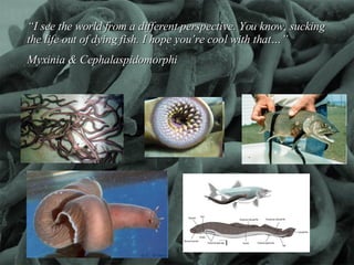 Myxinia & Cephalaspidomorphi | PPT