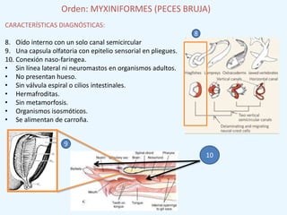 Peces: Orden Myxiniformes (Peces Bruja) | PPTX