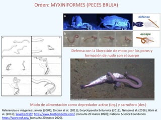 Peces: Orden Myxiniformes (Peces Bruja) | PPTX