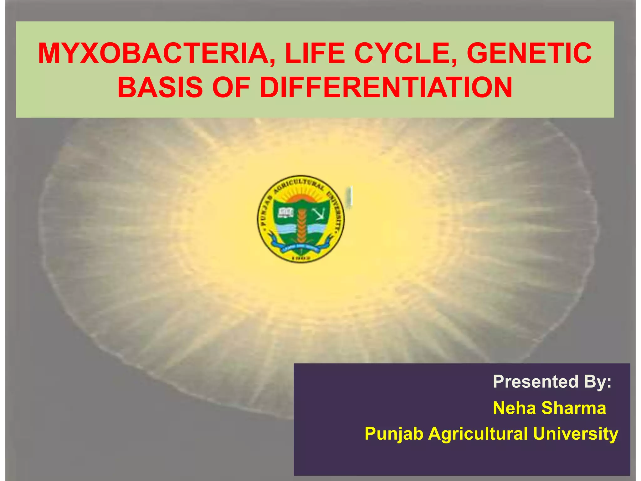 Myxobacteria, life cycle, genetic basis of differentiation | PPTX