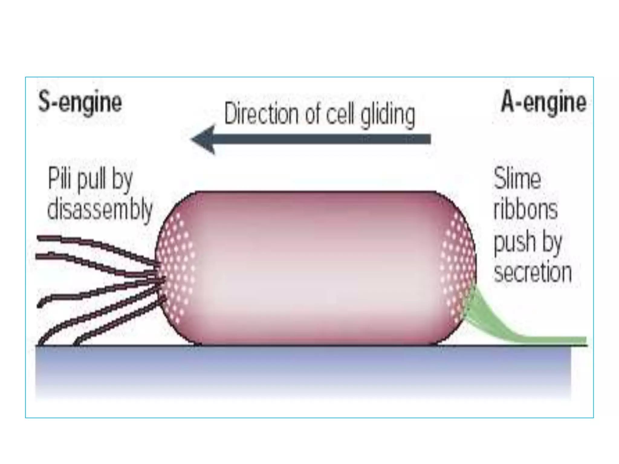Myxobacteria, life cycle, genetic basis of differentiation | PPTX