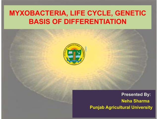 Myxobacteria, life cycle, genetic basis of differentiation | PPTX ...