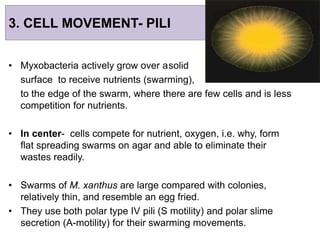 Myxobacteria, life cycle, genetic basis of differentiation | PPTX