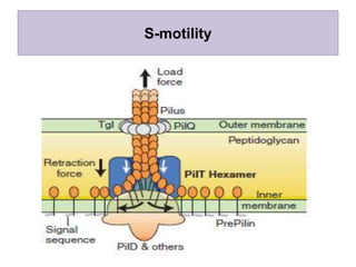 Myxobacteria, life cycle, genetic basis of differentiation | PPTX