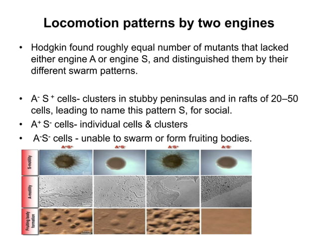 Myxobacteria, life cycle, genetic basis of differentiation | PPTX ...